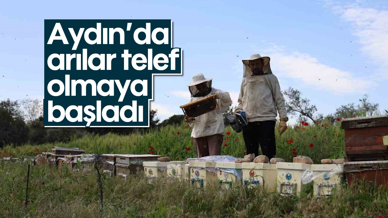 Aydın’da arılar telef olmaya başladı - Aydın Ses Gazetesi | Aydın Son ...